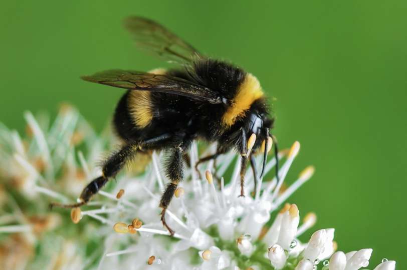 Know Your Bees & Wasps - Guardian Wasp & Bee Management